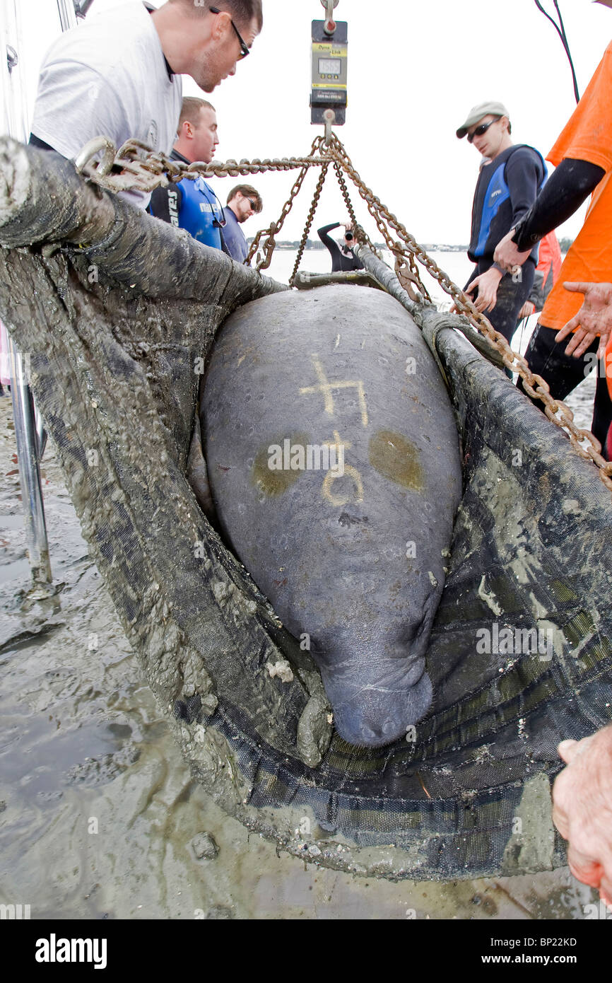 Rescue Team measure Manatee, Trichechus manatus latriostris, Crystal ...