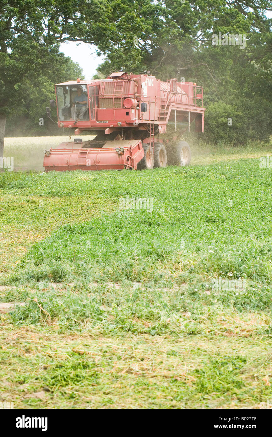 Pea Viner Harvester in action. June, Norfolk Stock Photo - Alamy