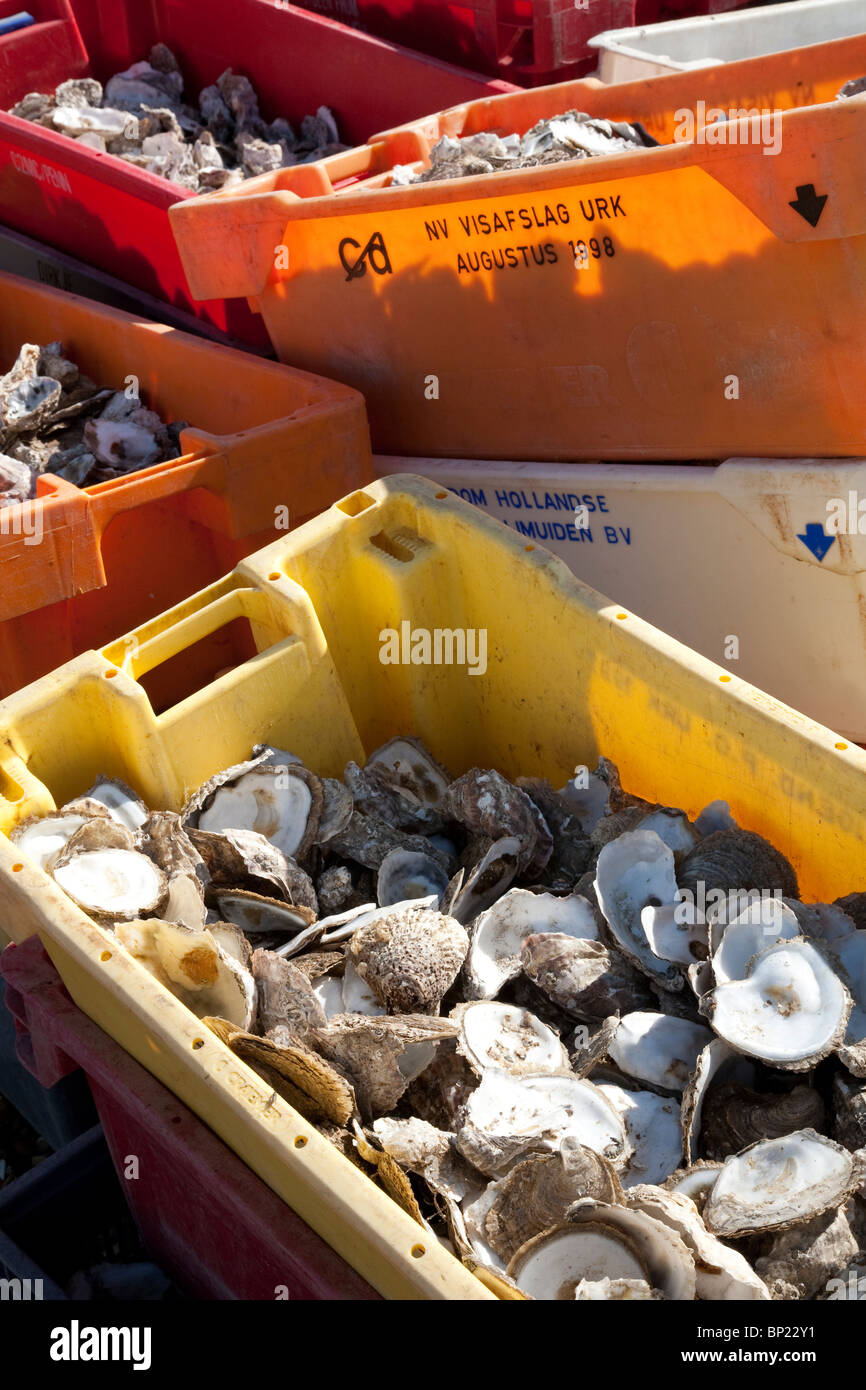 Empty whitstable oyster shells hi-res stock photography and images - Alamy