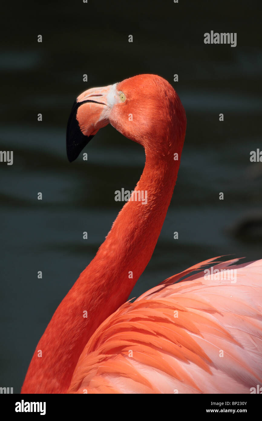 Flamingo close up graphic hi-res stock photography and images - Alamy
