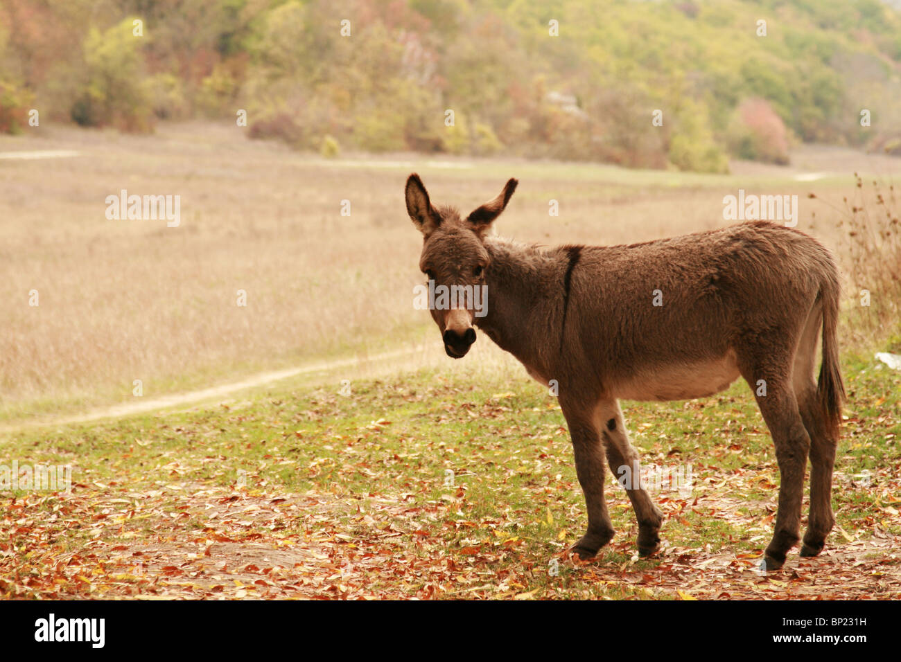 Donkey landscape hi-res stock photography and images - Alamy