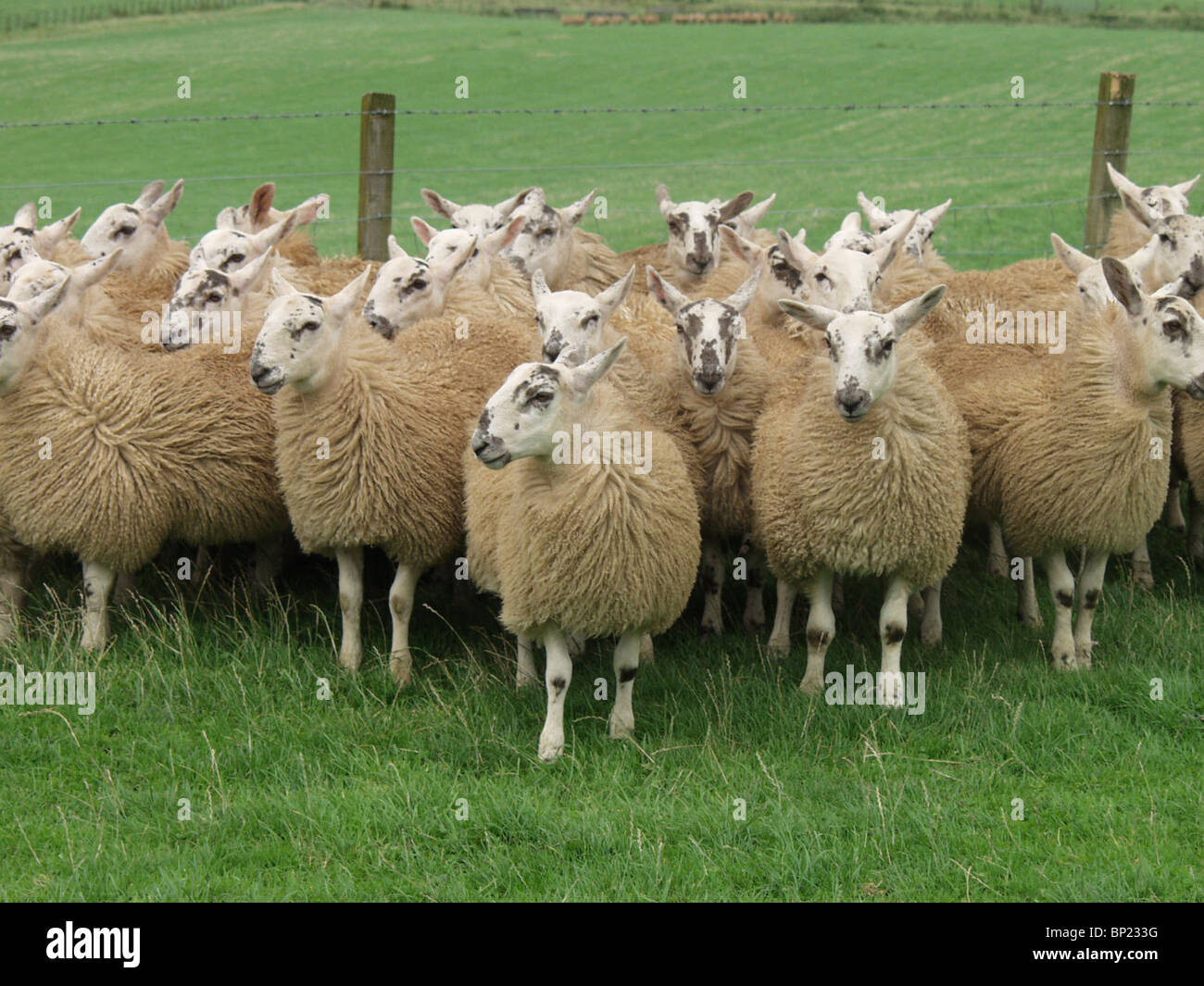 Picture for the first ever Auction by Digital Still Photography ...