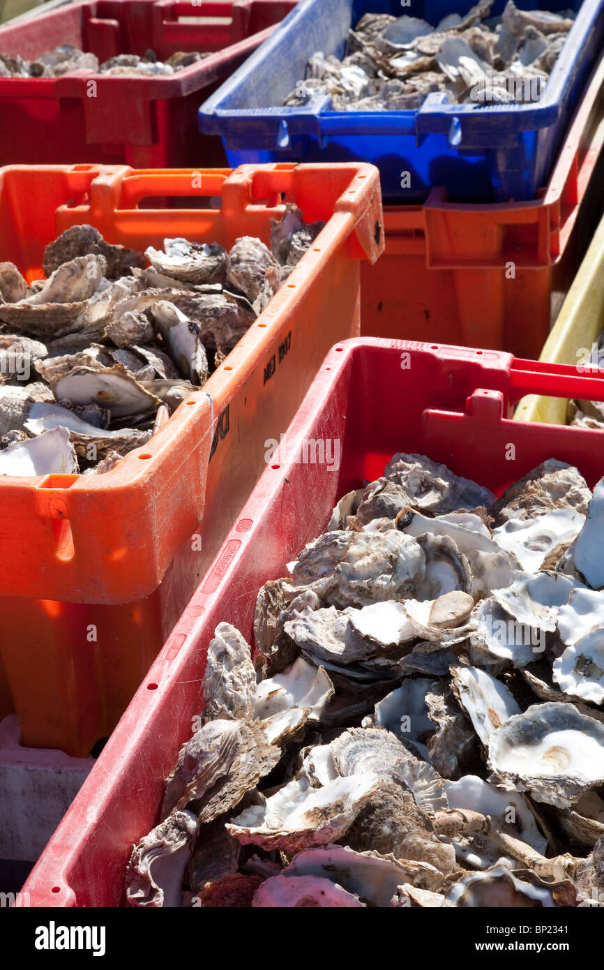 Empty whitstable oyster shells hi-res stock photography and images - Alamy