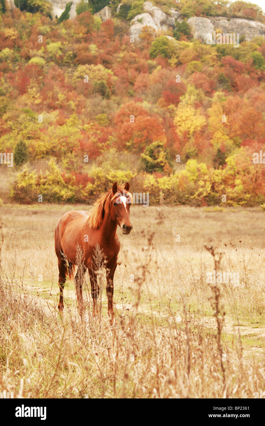 Free red horse on the field by autumn forest Stock Photo - Alamy
