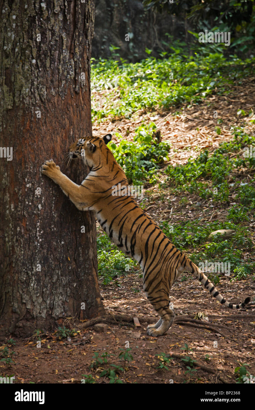 Bengal tiger Panthera tigris clawing a tree India Stock Photo - Alamy