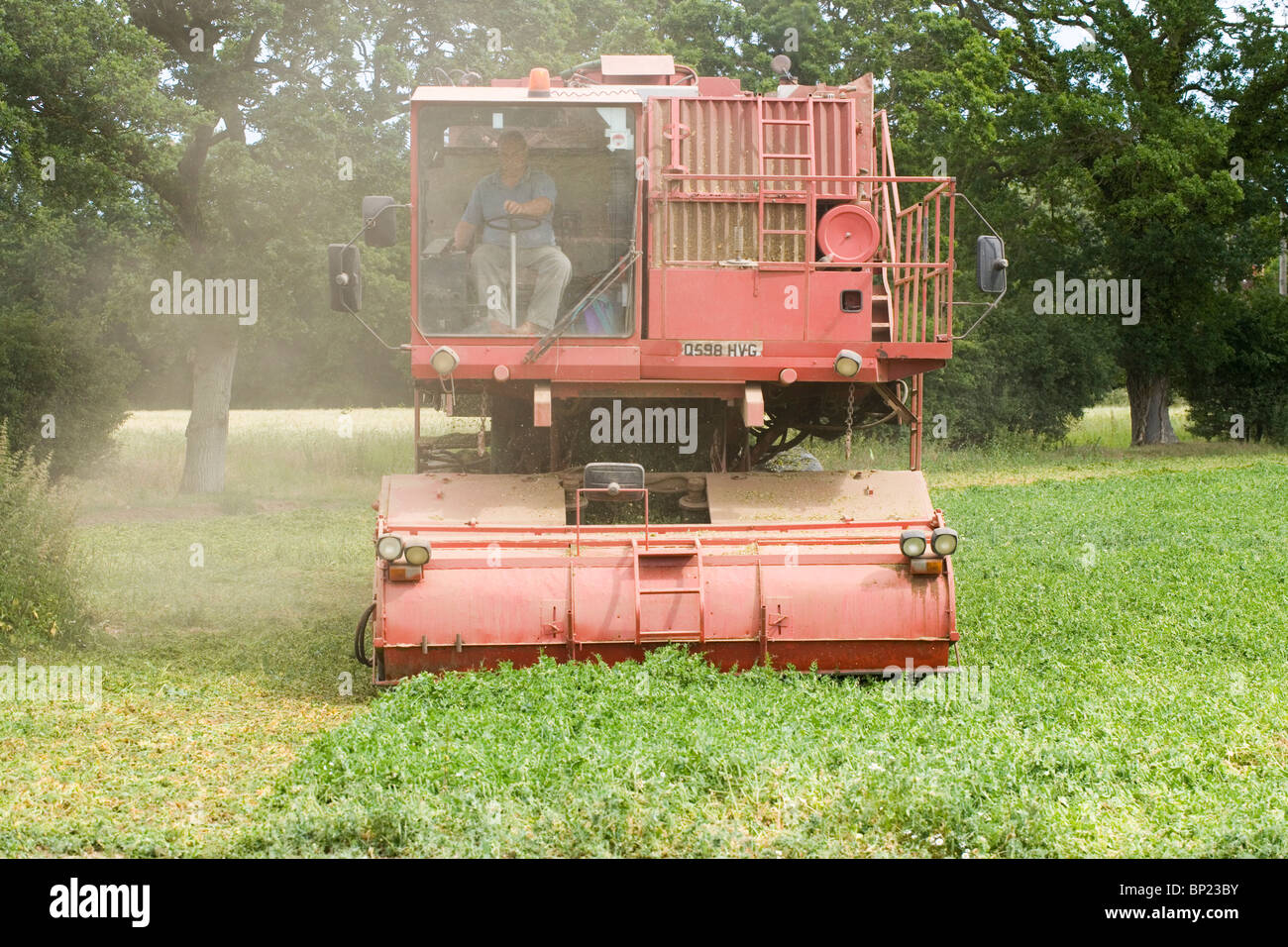 Pea viner hi-res stock photography and images - Alamy
