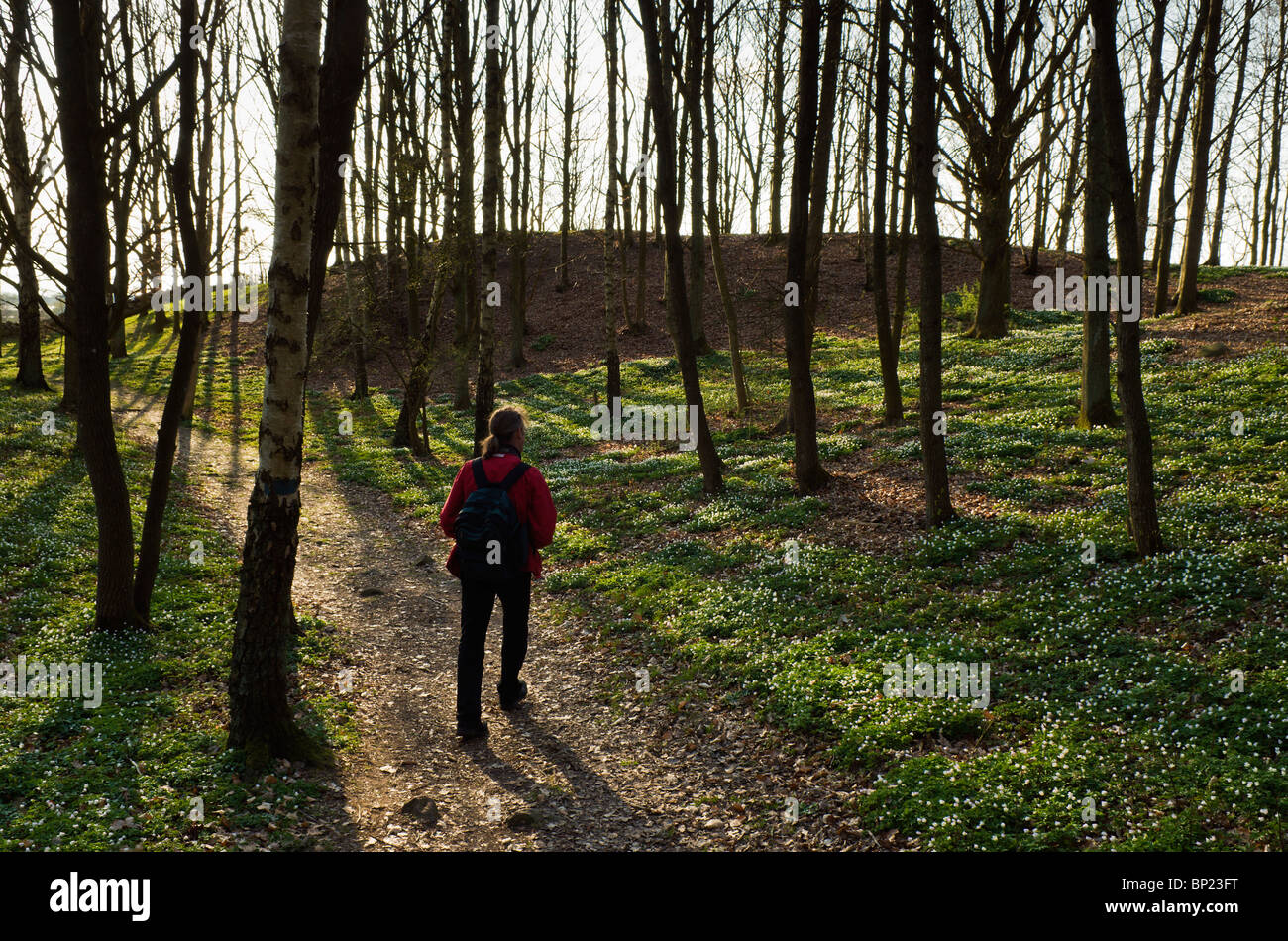 Man walking in birchforest with forest anemones on the ground at Bjare ...
