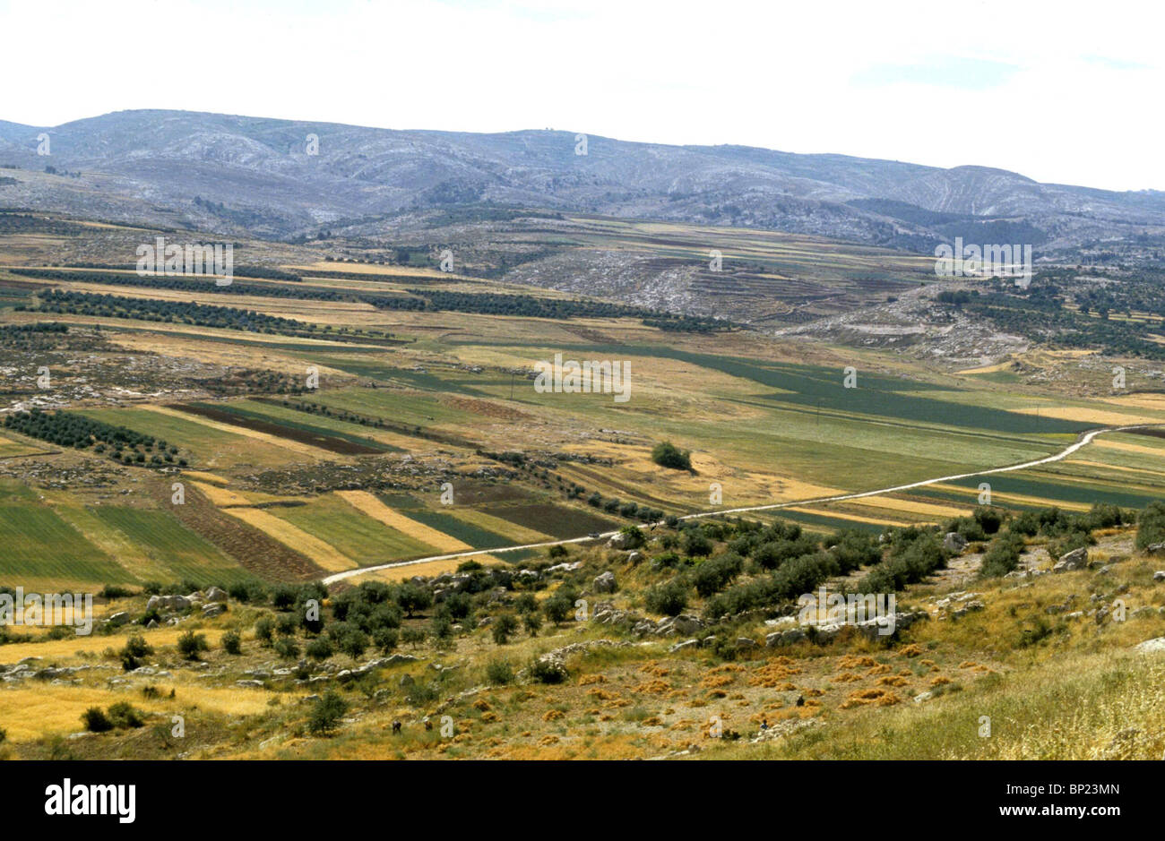 VALLEY OF ELAH WHERE DAVID SLEW GOLIATH. (I SAM17:2 19 21:9) & Saul ...