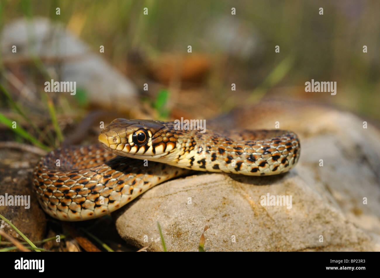 Balkan whip snake (Coluber gemonensis), portrait, Greece, Peloponnes ...