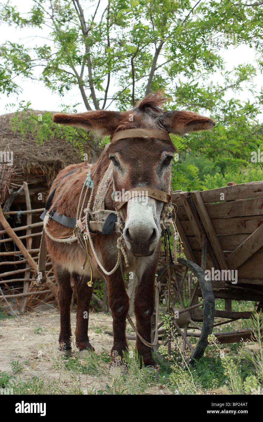 A cute donkey near a wooden cart - shot in Dobrogea, Romania Stock ...