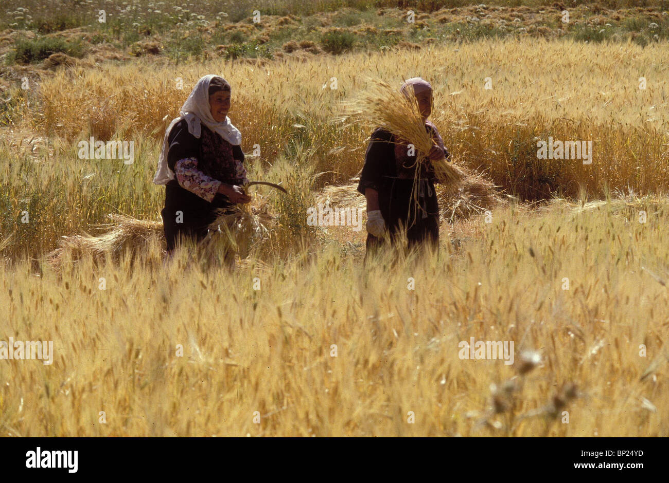 Gleaning hi-res stock photography and images - Alamy