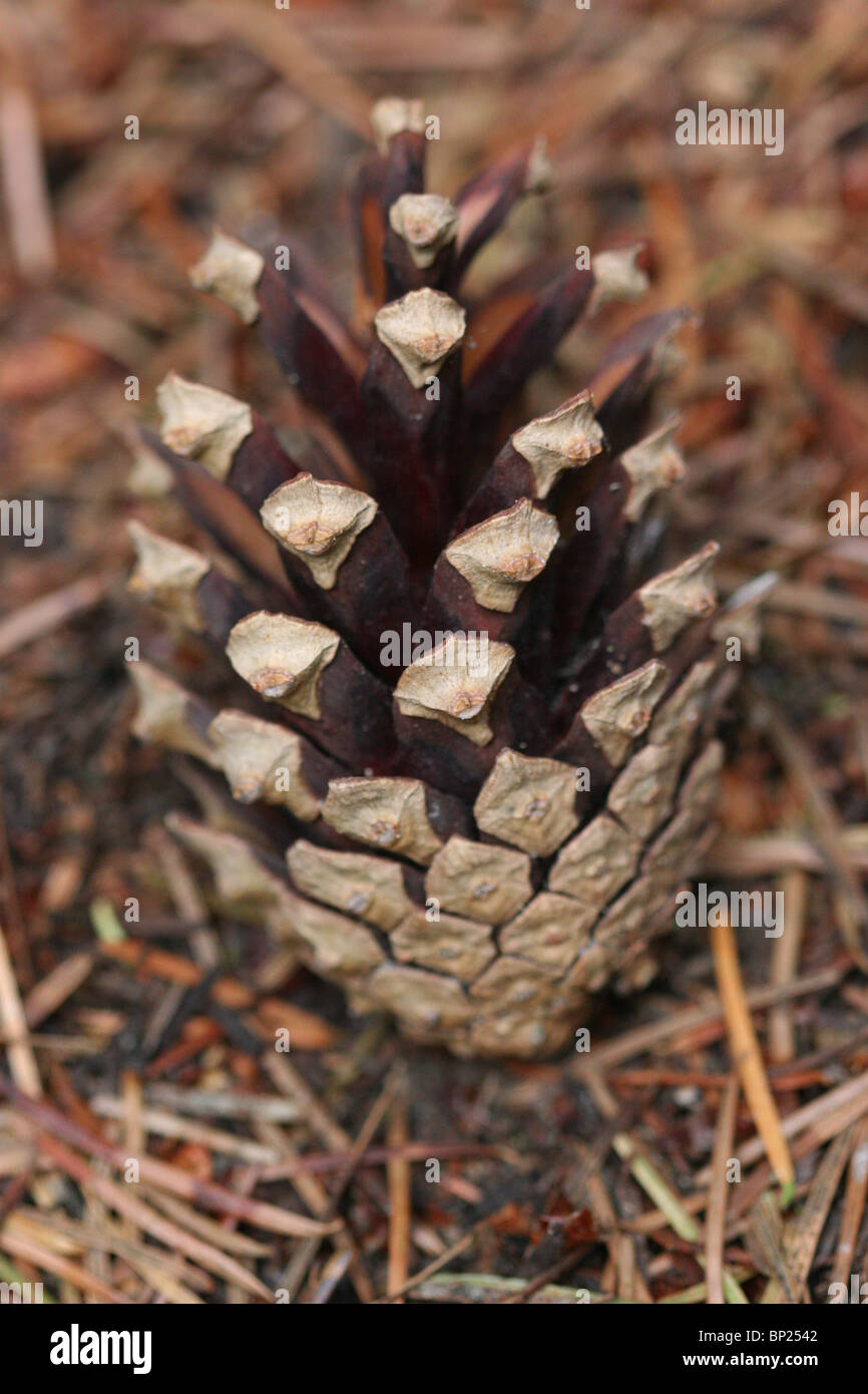 Pine Cone nestles on the floor of a pine forest Stock Photo - Alamy