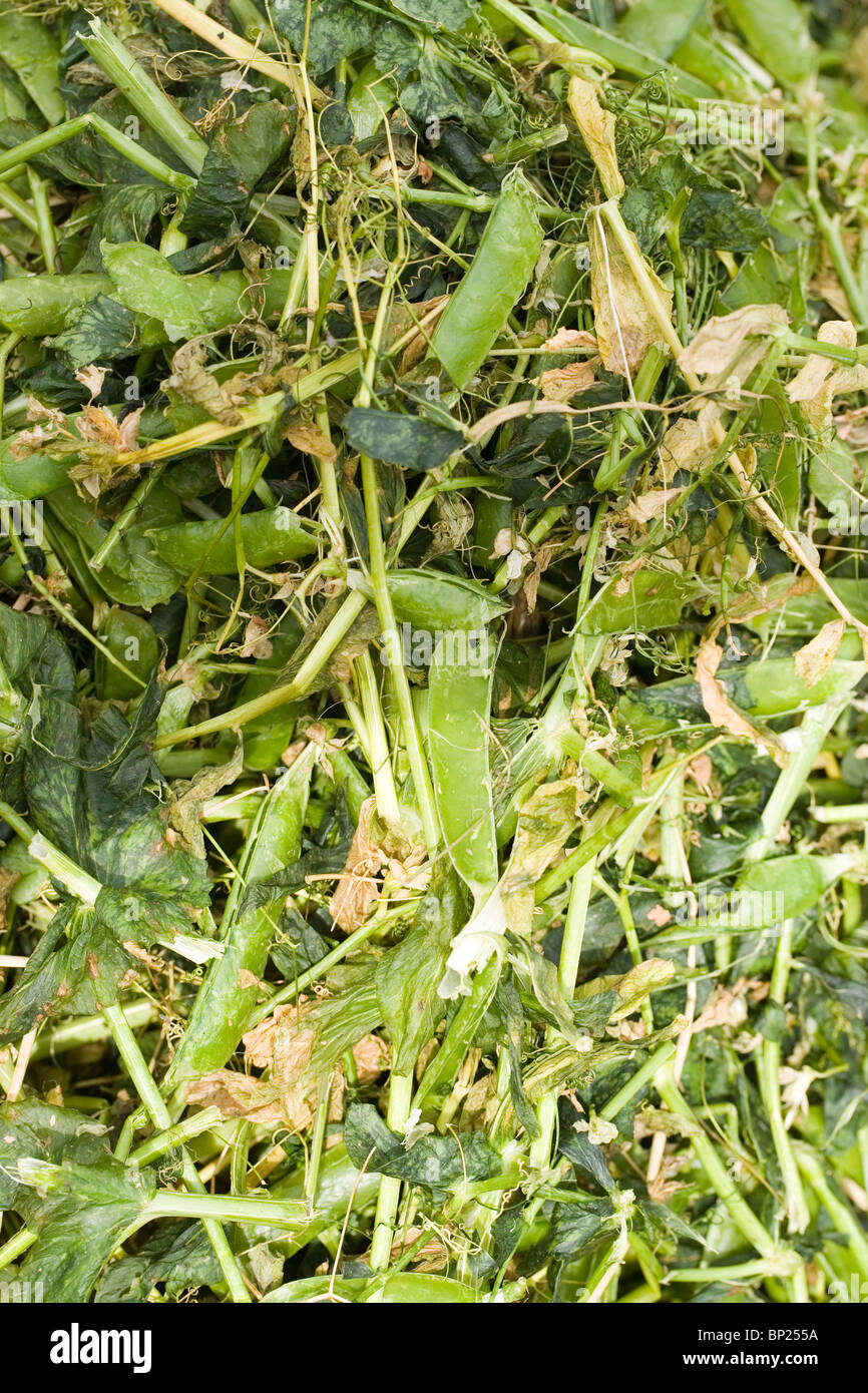 Pea viner hi-res stock photography and images - Alamy