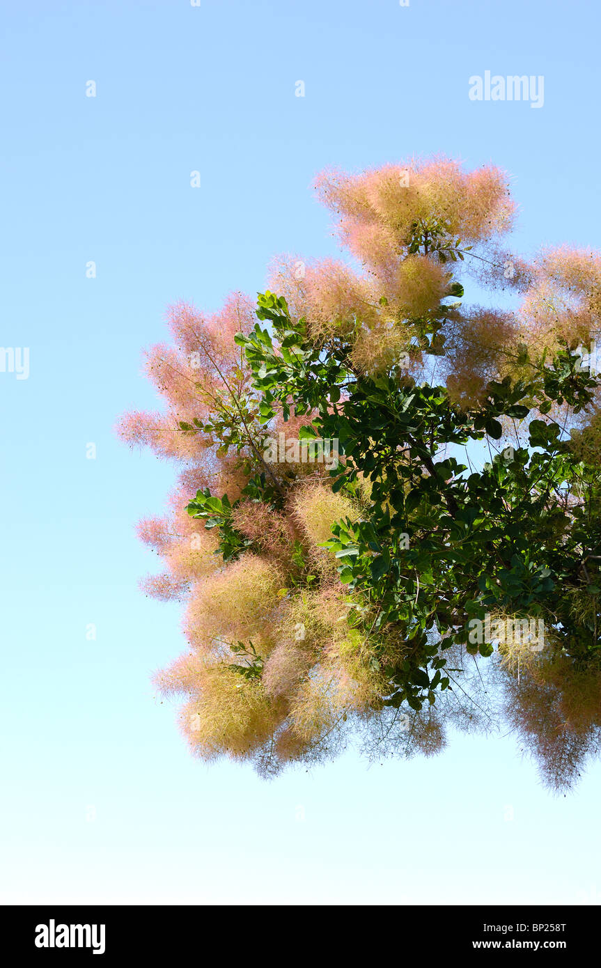 Curious Tree with space for copy and text Stock Photo - Alamy