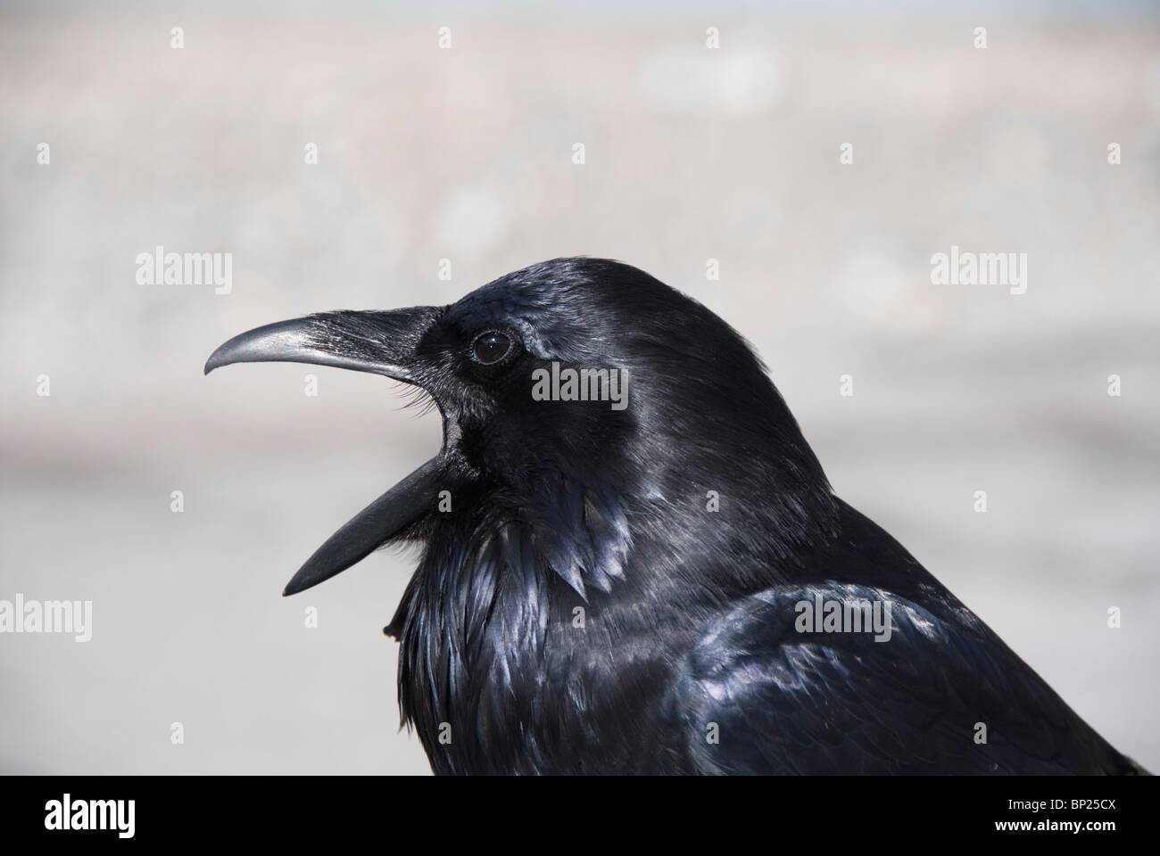 Raven with open mouth hi-res stock photography and images - Alamy