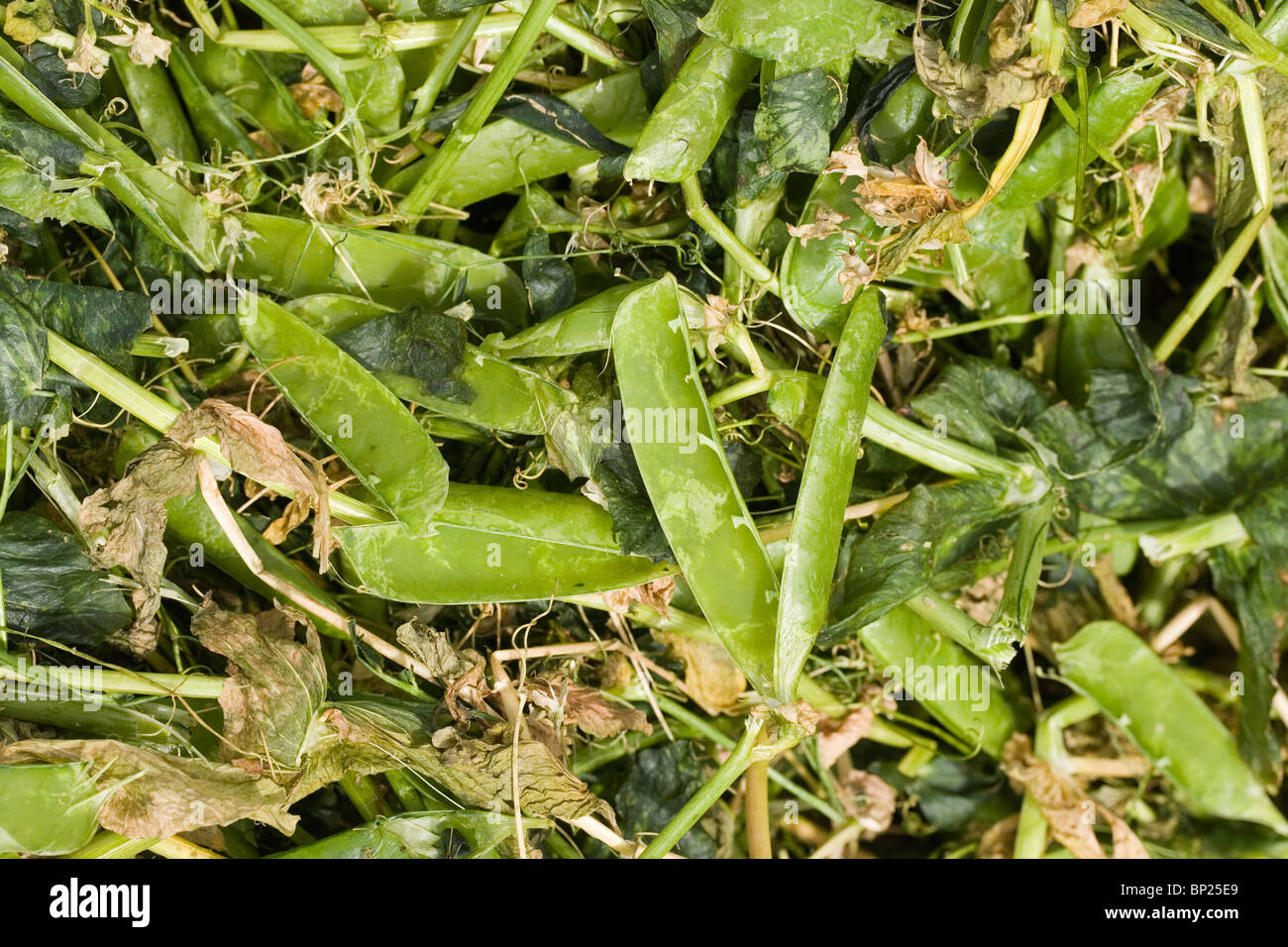Pea viner hi-res stock photography and images - Alamy