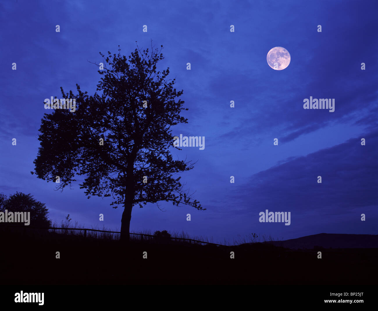 Moon tree hi-res stock photography and images - Alamy
