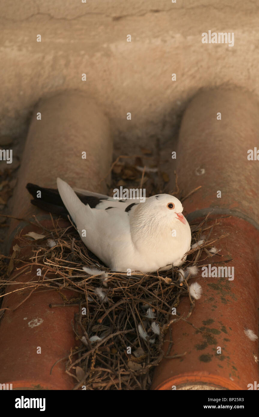 Domestic white pigeon breeding urban environment chicks parents feeding ...