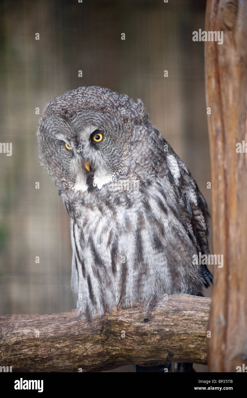 Intense looking Lapland Owl Stock Photo - Alamy