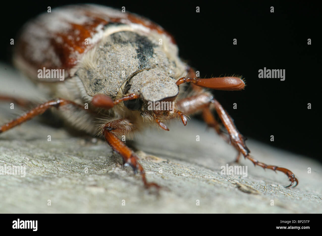 Cockchafer Melolontha melolontha, Spain Stock Photo - Alamy