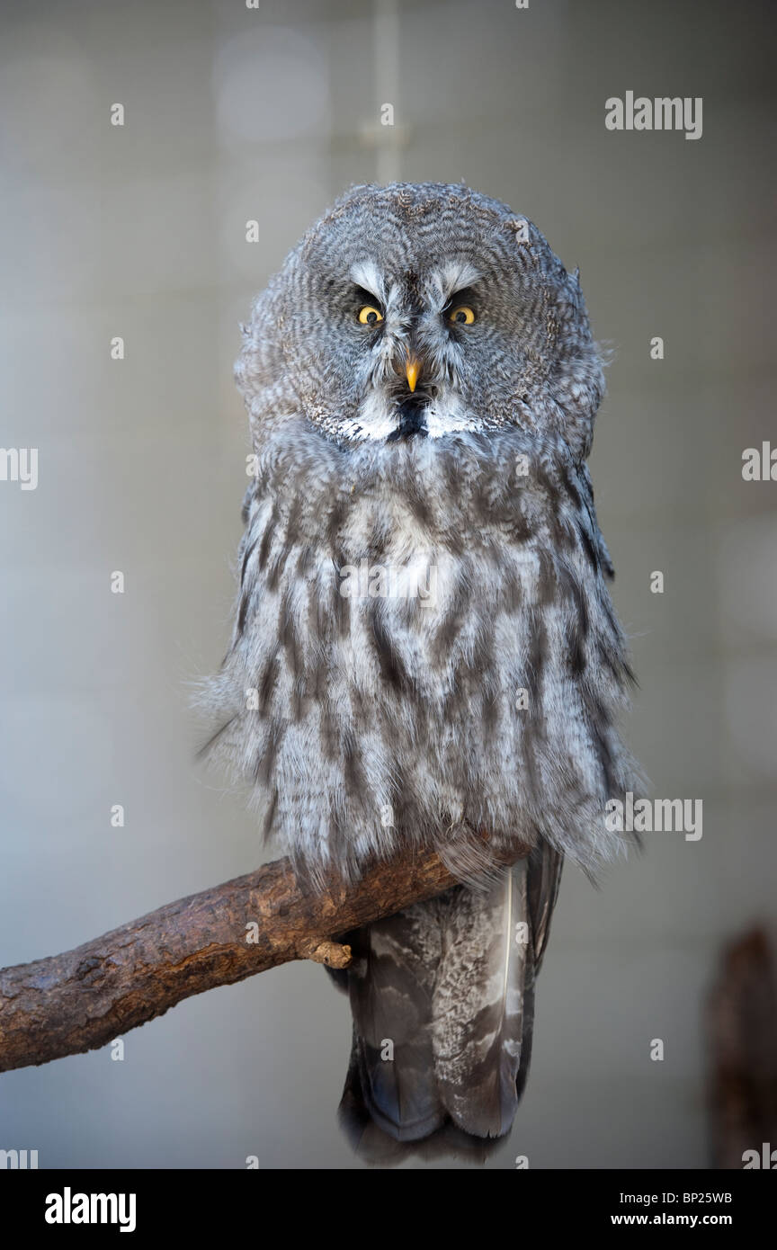 Intense looking Lapland Owl Stock Photo - Alamy