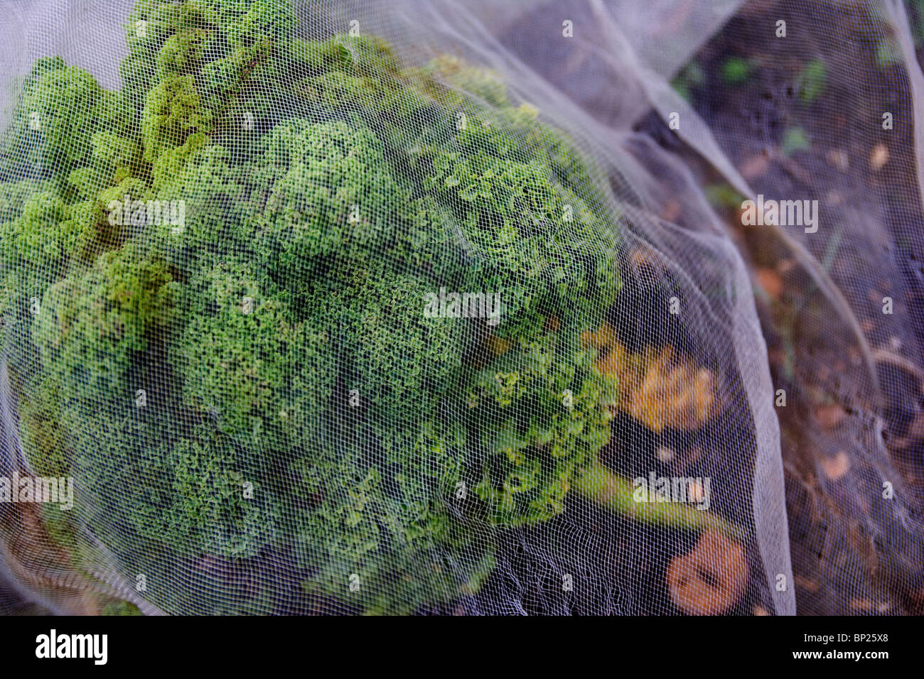 A head of kale covered with netting to deter insects from eating it ...