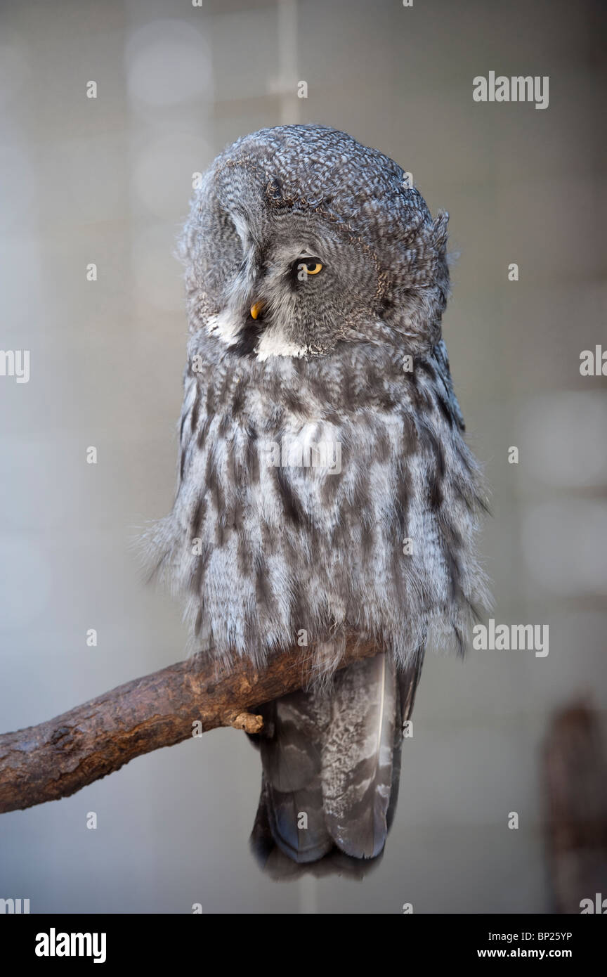 Intense looking Lapland Owl Stock Photo - Alamy