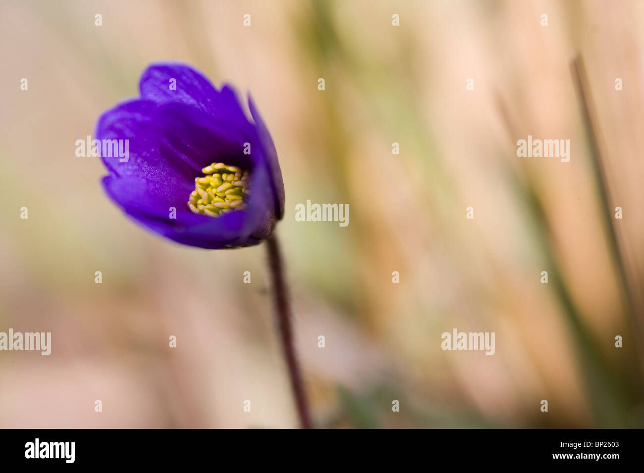 Nature purple plants hi-res stock photography and images - Alamy