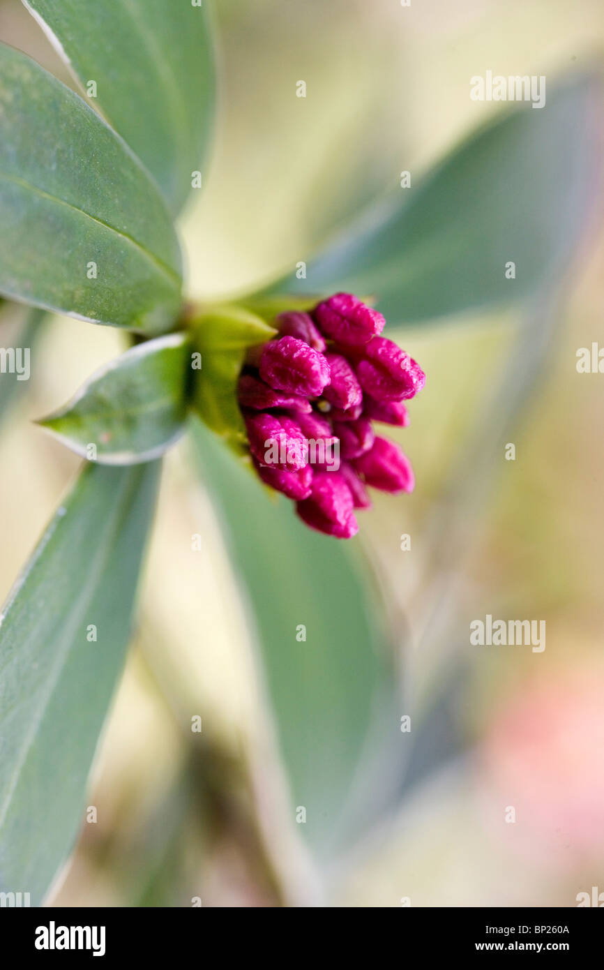 Purple Oleander Flower