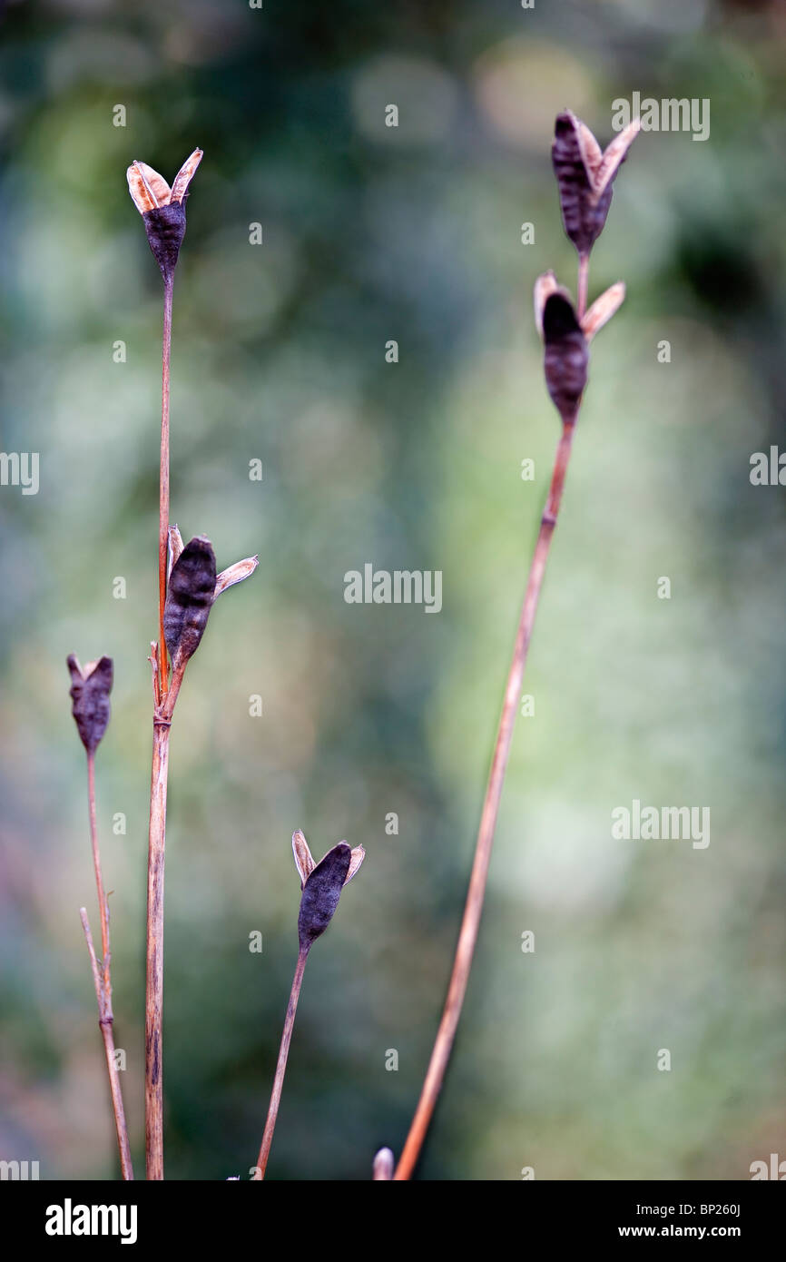 Emerging flowers hi-res stock photography and images - Alamy