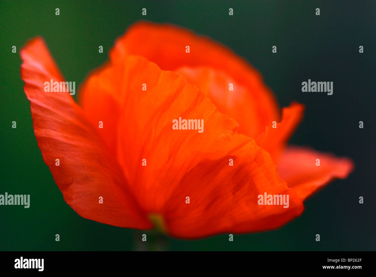 a red poppy close-up Stock Photo - Alamy