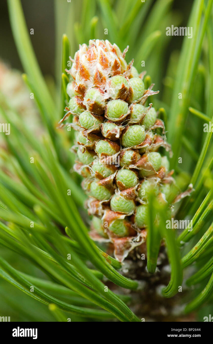 Pinus uncinata hi-res stock photography and images - Alamy