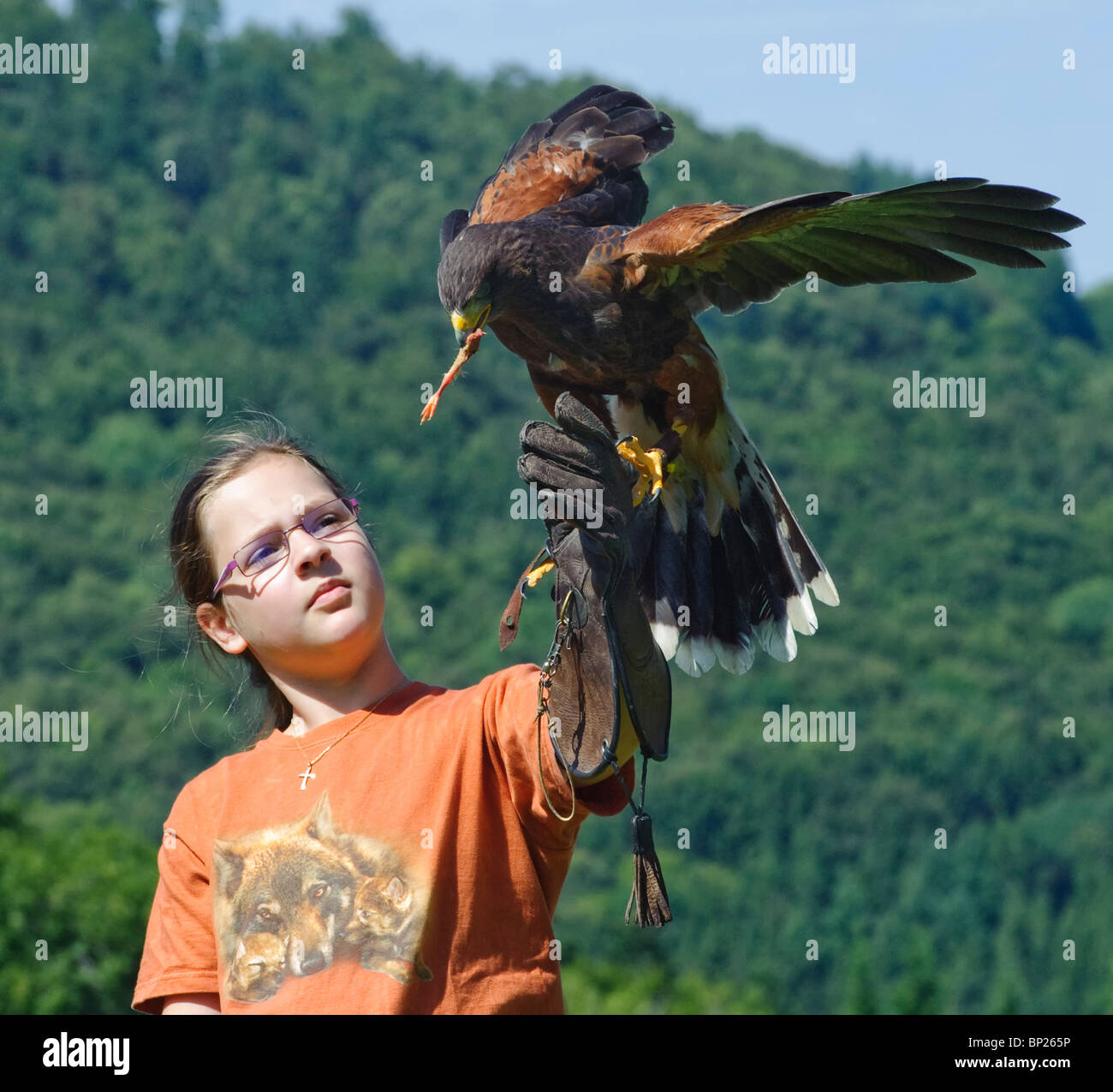 Young Girl and Harris's Hawk Stock Photo - Alamy