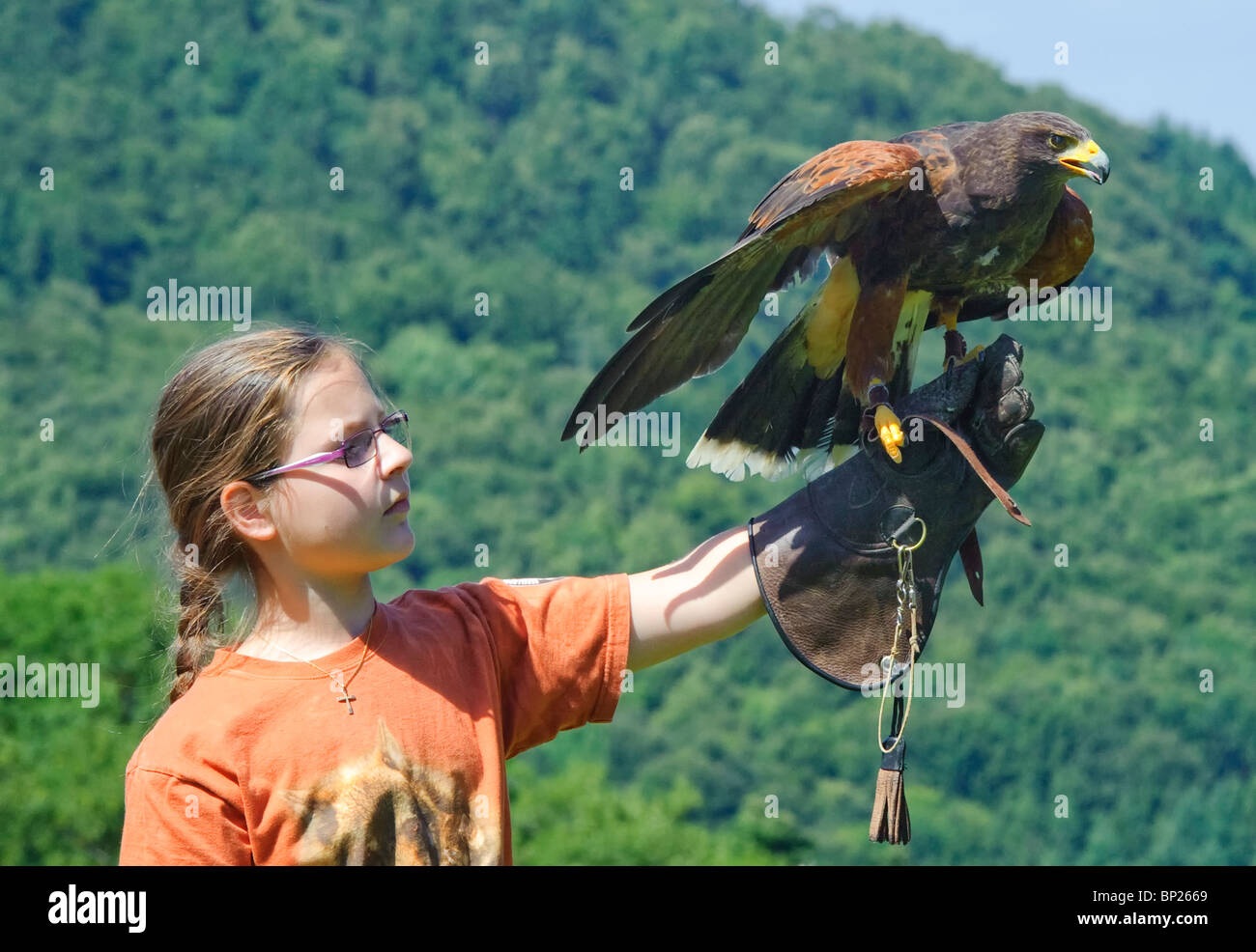 Young Girl and Harris's Hawk Stock Photo - Alamy