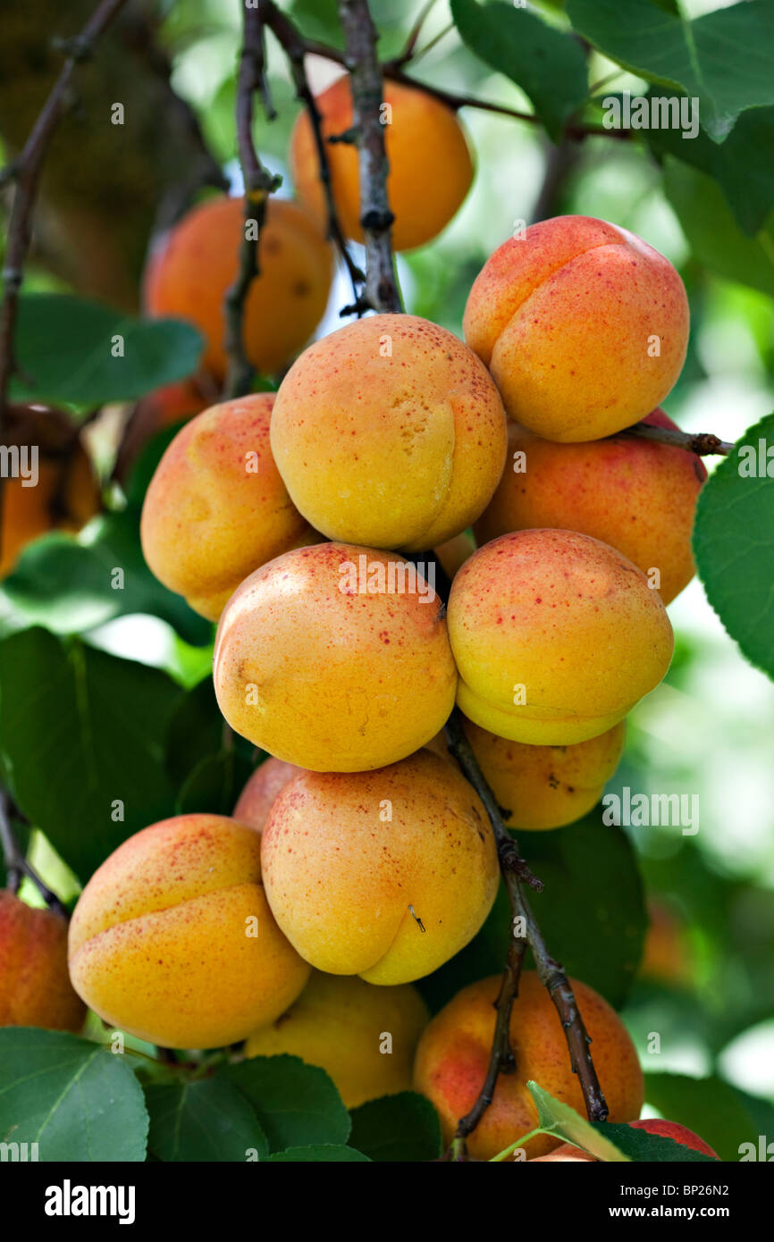 Fresh ripe apricots on tree Stock Photo - Alamy