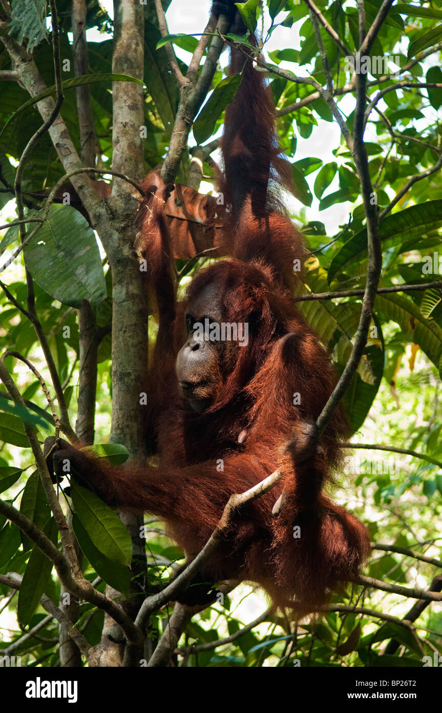 Female orangutan hi-res stock photography and images - Alamy