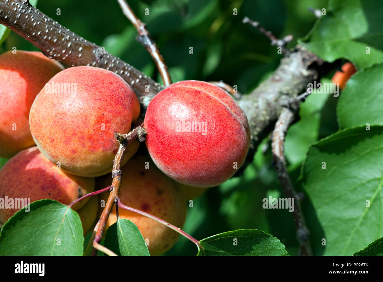 Fresh ripe apricots on tree Stock Photo - Alamy