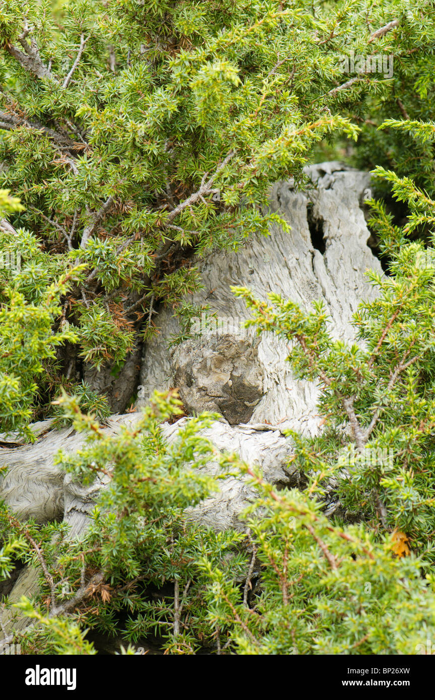 Logs and trunks and pine cones in a mountain forest of Pinus uncinata ...