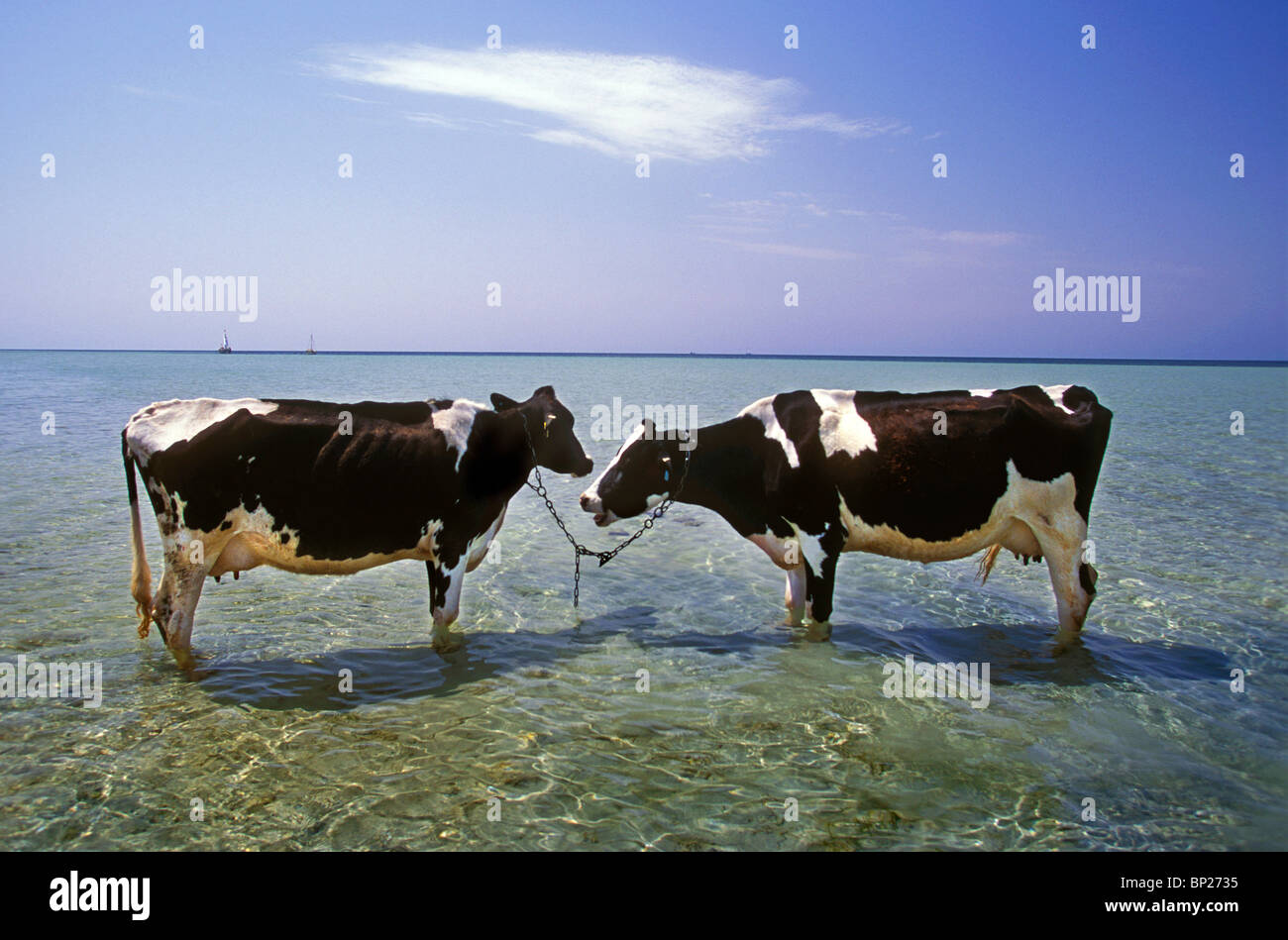 washing cows in the mediterranean sea, tunisia Stock Photo - Alamy