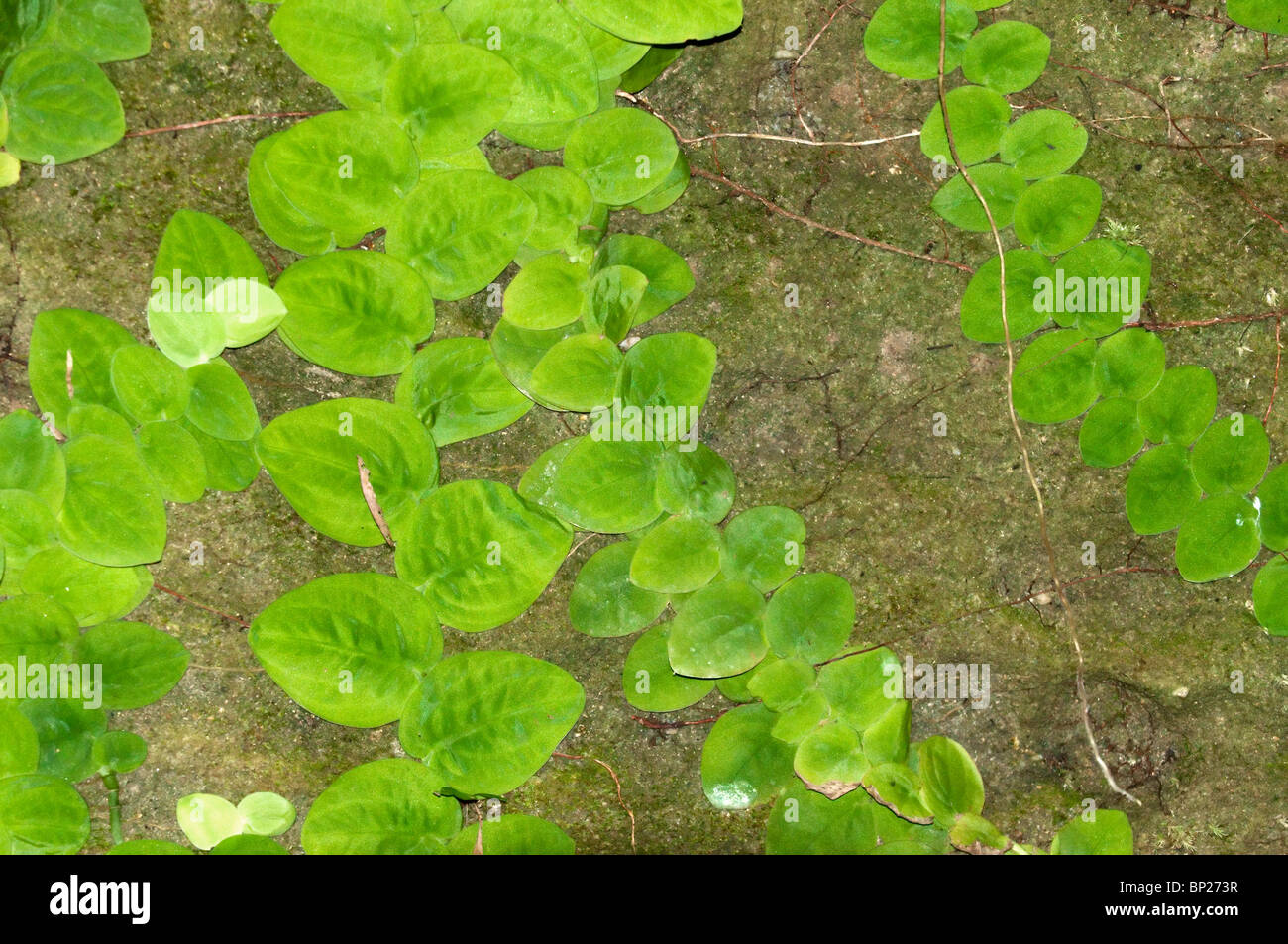 Vine with very flat leaves climbing up a boulder in the rainforest of ...