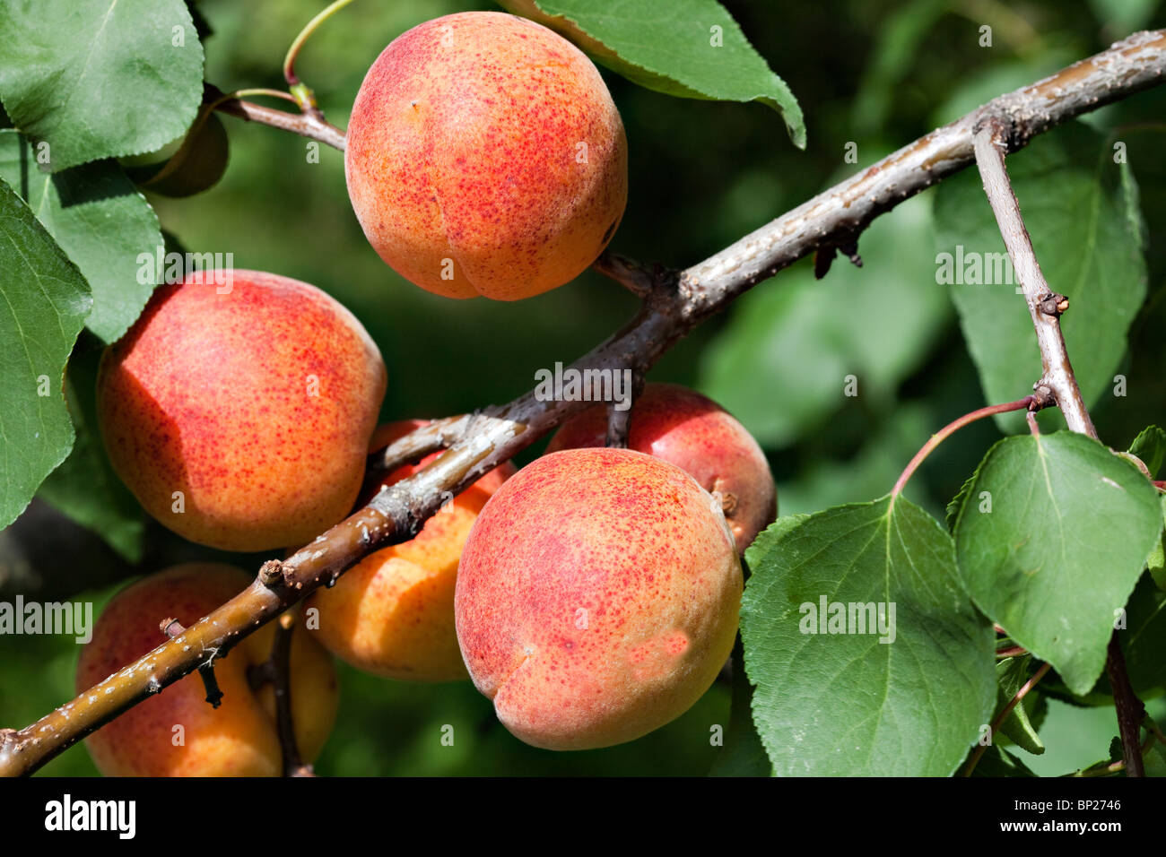 Apricots on branch hi-res stock photography and images - Alamy
