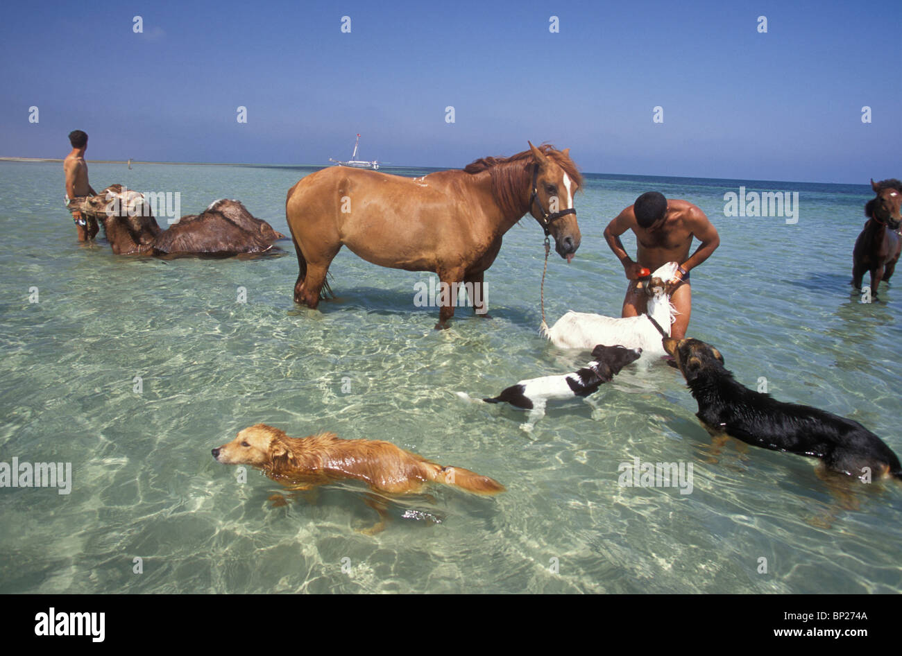 Man washing his animals in the sea on the island of Kerkennah, Tunisia ...