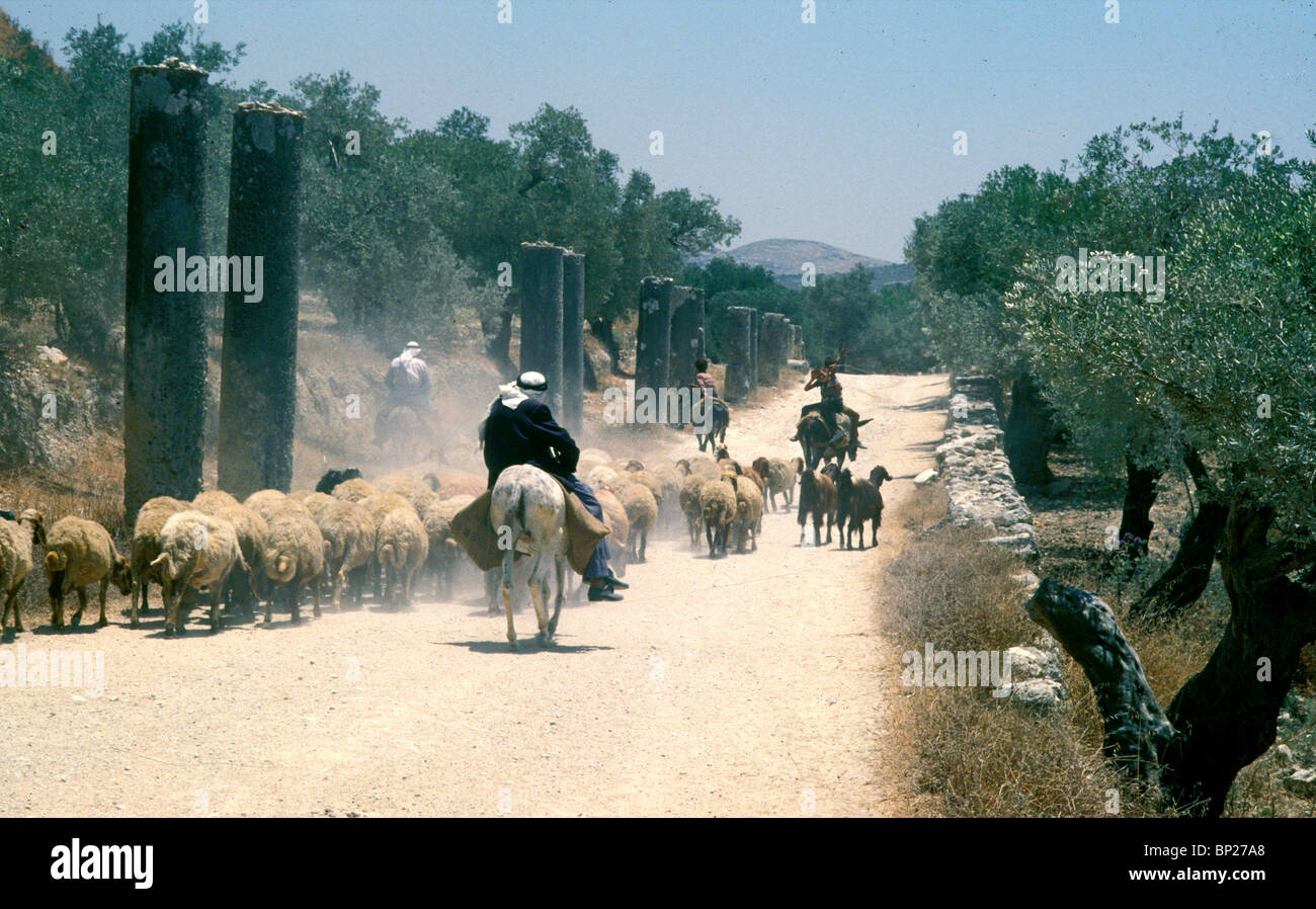 Samaria the roman period hi-res stock photography and images - Alamy