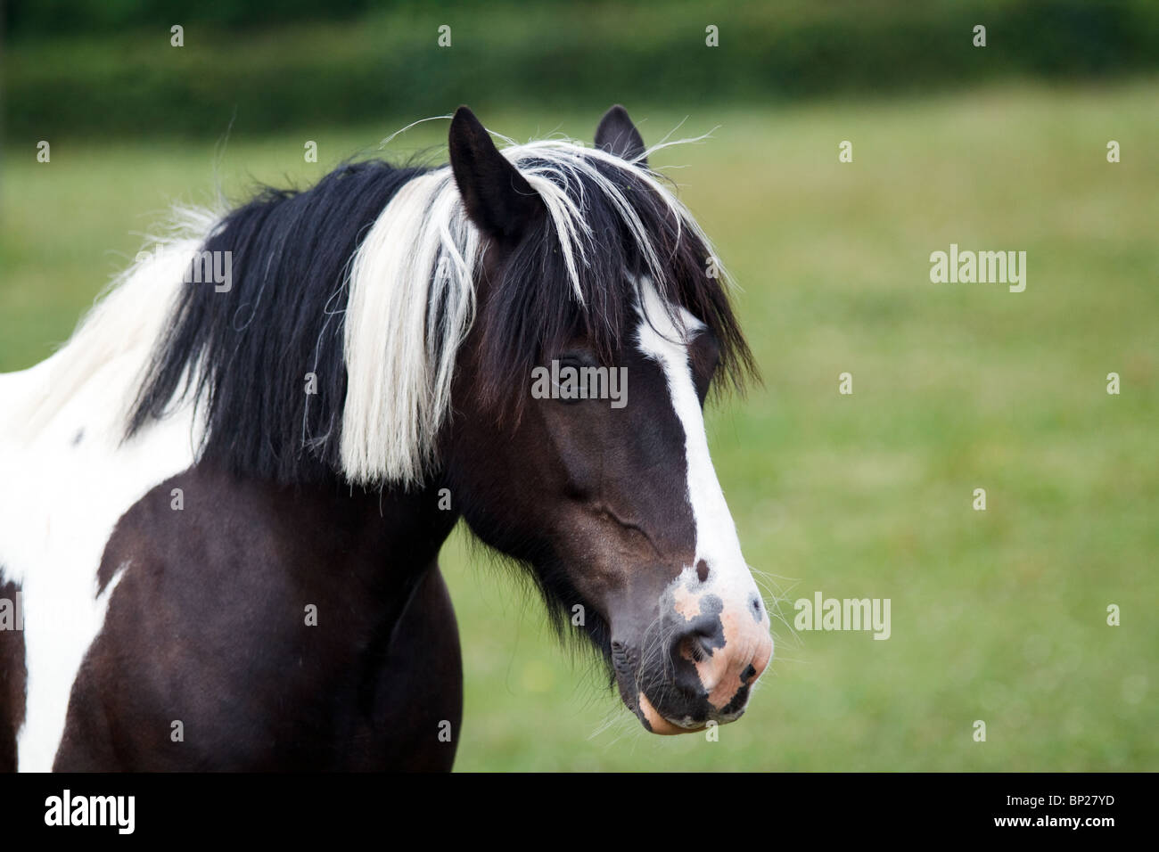 Black And White Cob Horse Stock Photos & Black And White Cob Horse ...