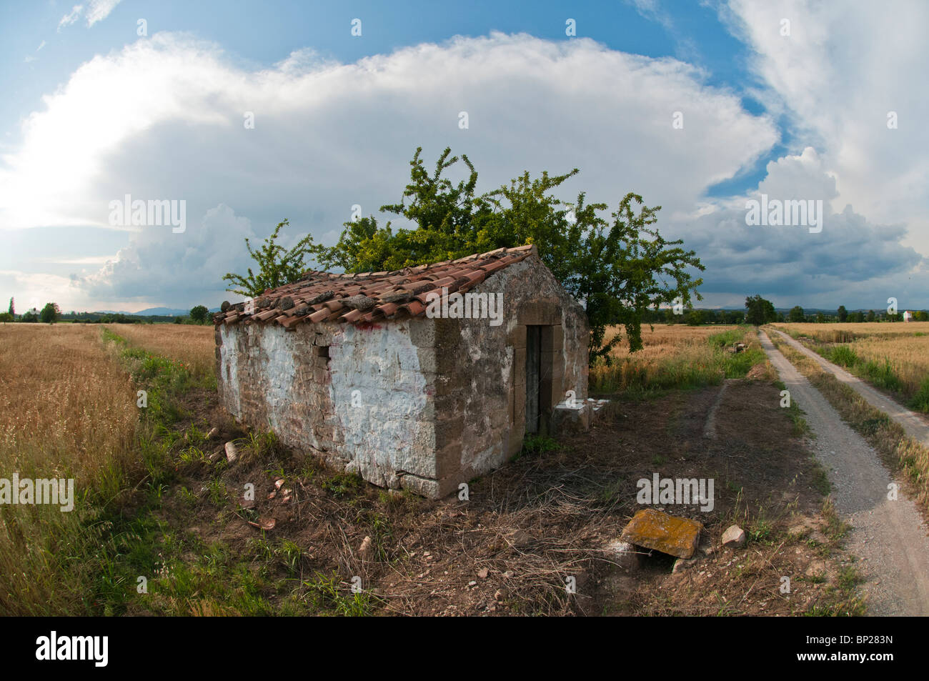 Red poppies and wheat fields in Catalonia, Spain Stock Photo - Alamy