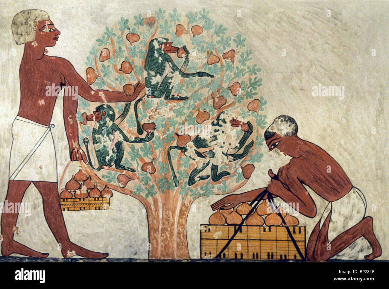 Men gathering figs into a basket & a crate. Monkeys sit on the tree ...