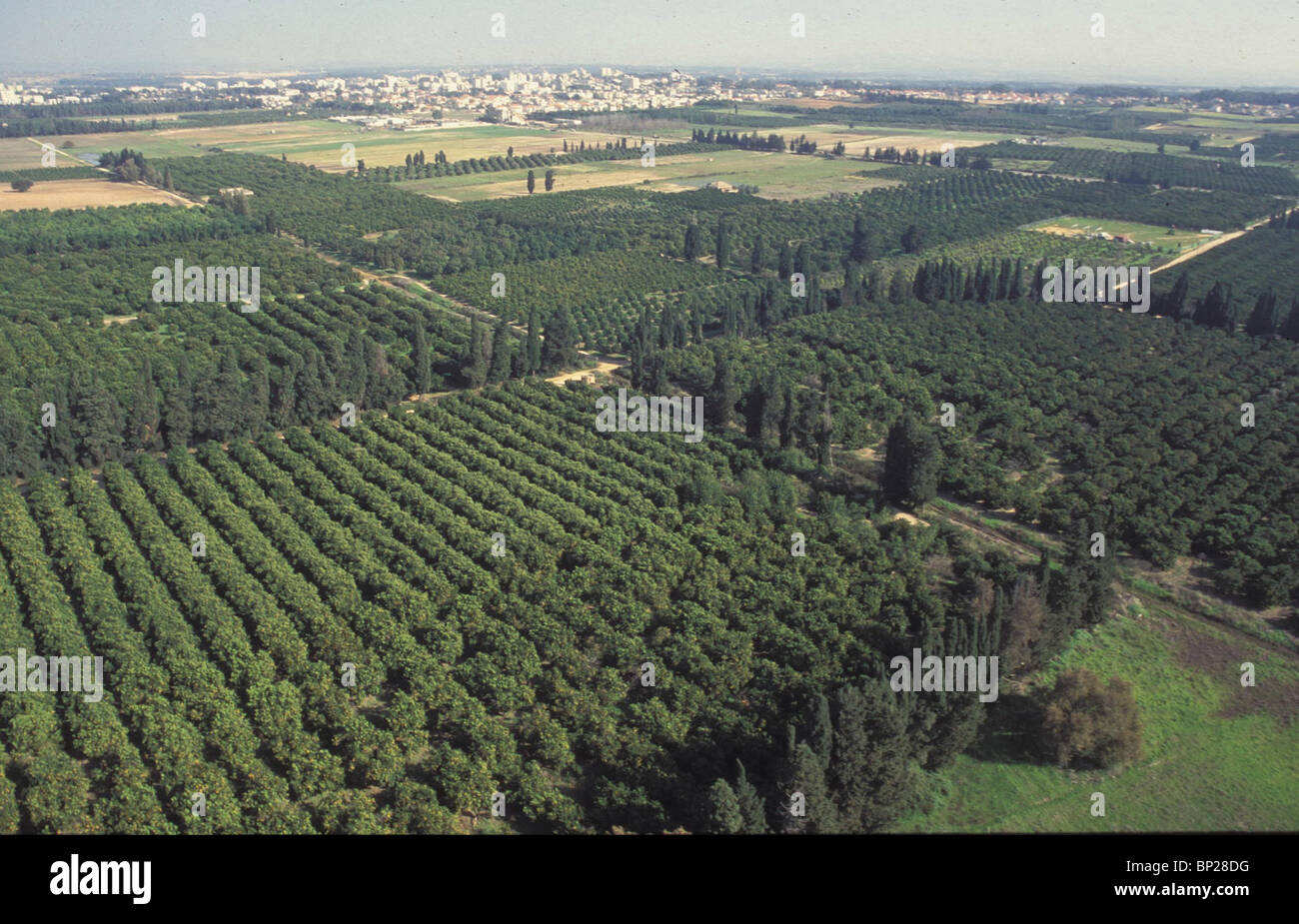 2087. THE SHARON AREA, FLATLANDS OF CENTRAL ISRAEL, ORANGE GROVES AND ...