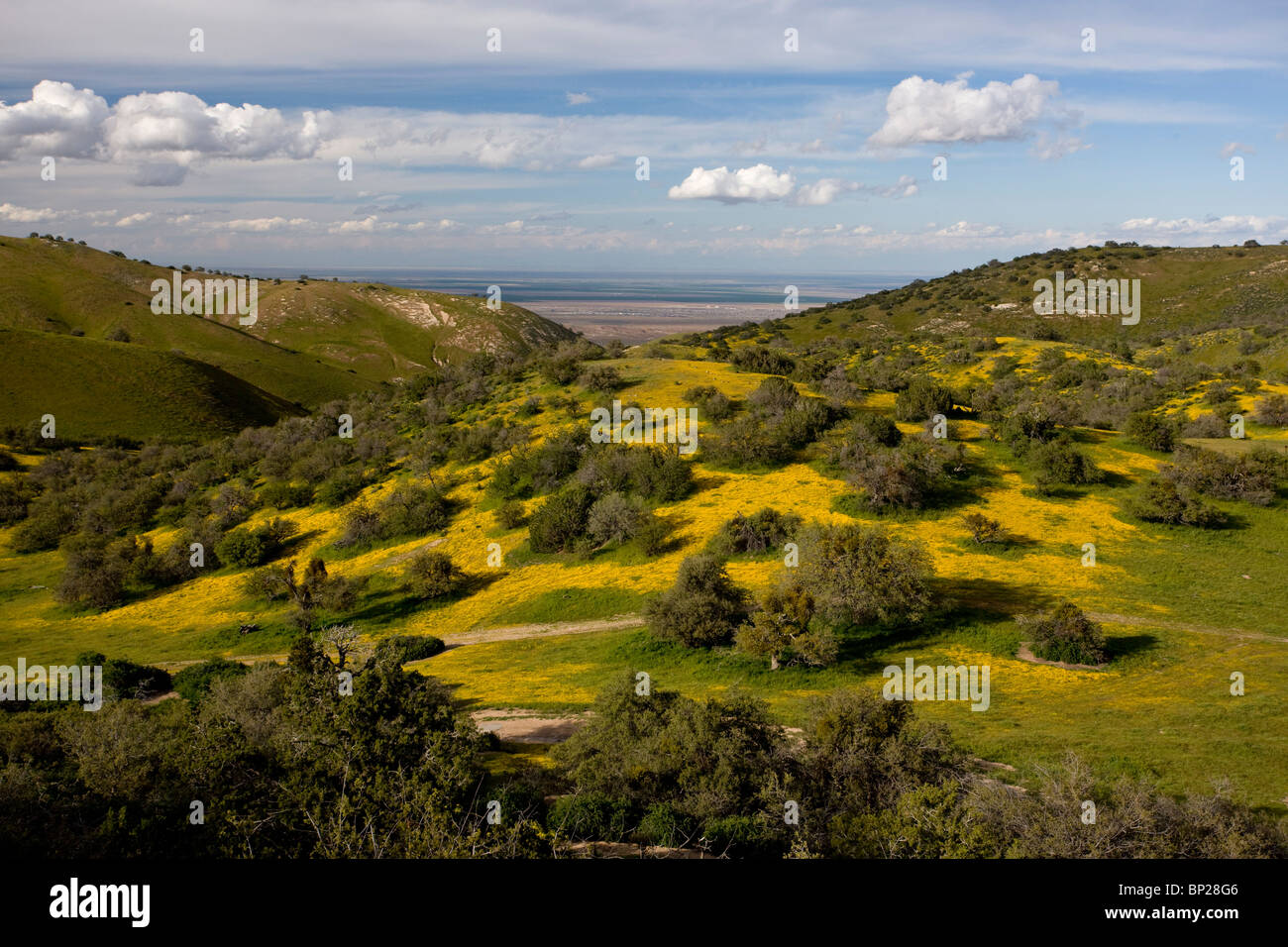 Goldfields Lasthenia minor among scrub in the Temblor Range, Carrizo ...