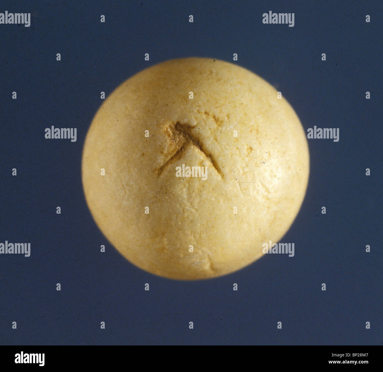 2213. 5 GERAH (3.05 GRAM) STONE WEIGHT Stock Photo - Alamy