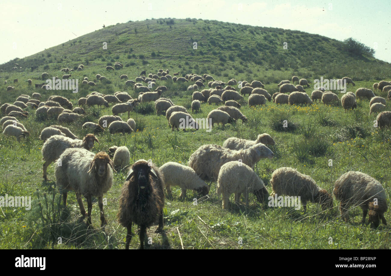 2247. SHEEP GRAZING NEAR THE ANCIENT TEL KESHET IN THE NORTHERN NEGEV ...